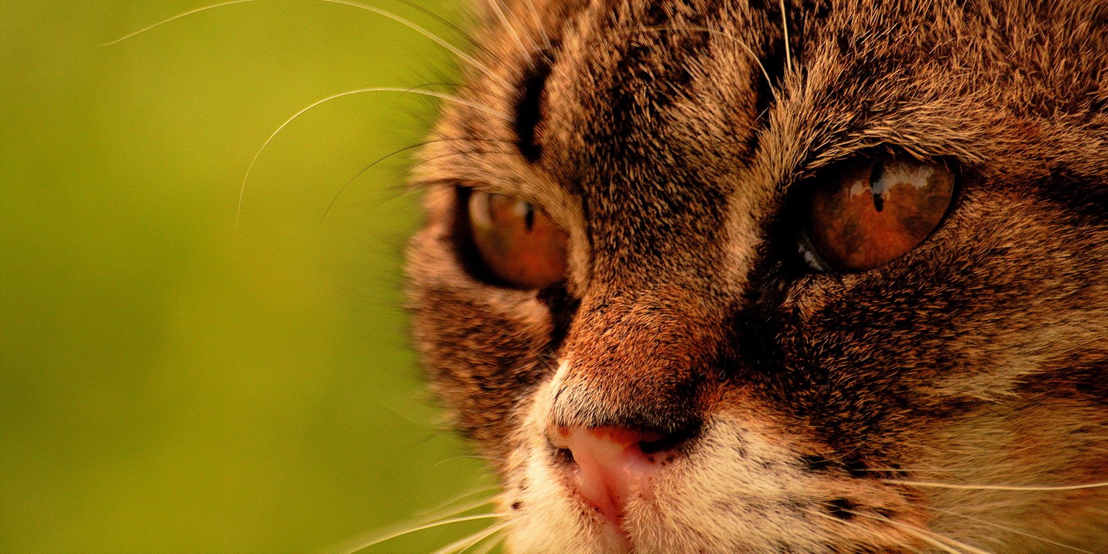 CANON EOS DIGITAL REBEL XTI Pictures | CANON EOS DIGITAL REBEL XTI ...