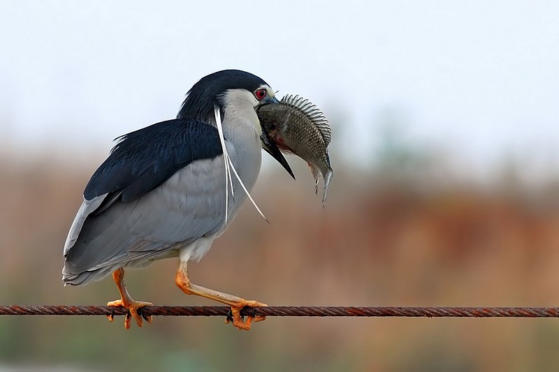 NIKON D200 Pictures | NIKON D200 Photos | NIKON D200 Photo Gallery | Page 1